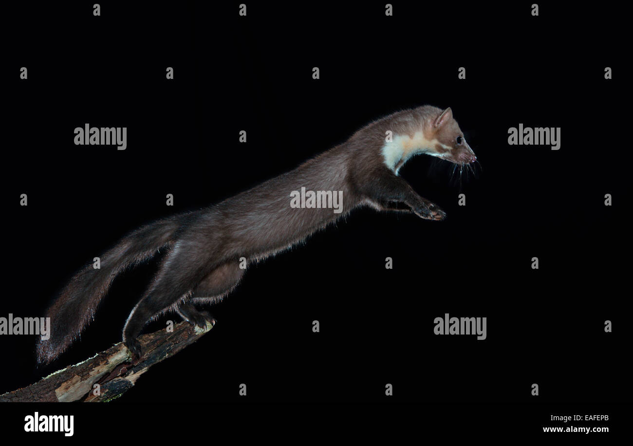 beech marten jumping, martes foina, germany, europe Stock Photo - Alamy