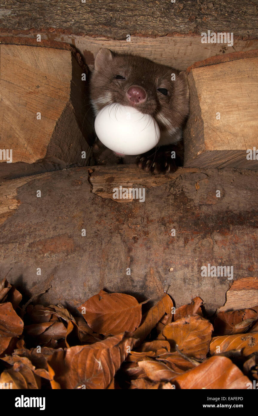 beech marten foraging, martes foina, germany, europe Stock Photo - Alamy