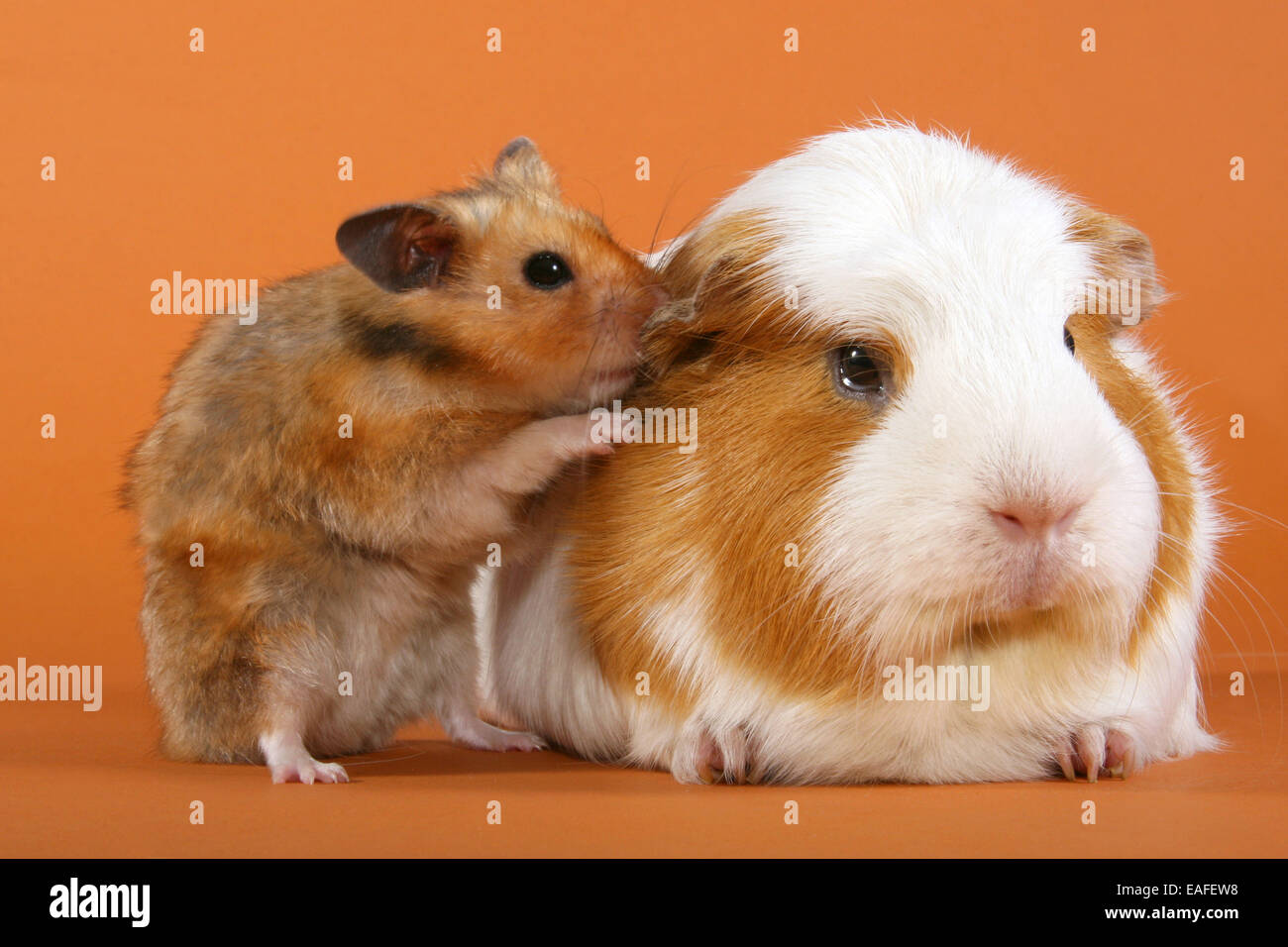 golden hamster and guinea pig Stock Photo - Alamy