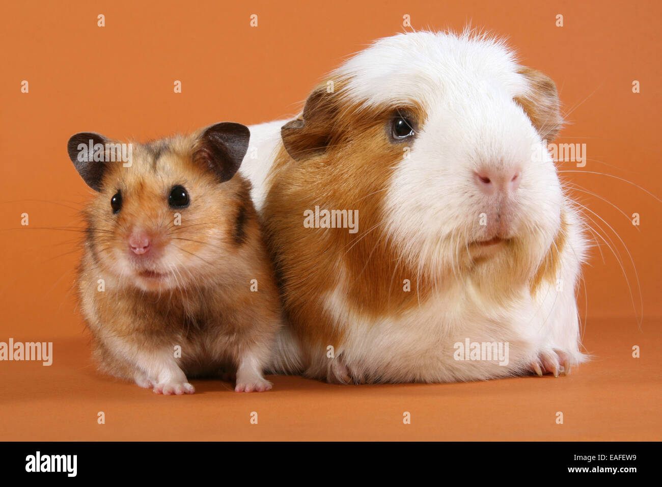 golden hamster and guinea pig Stock Photo - Alamy