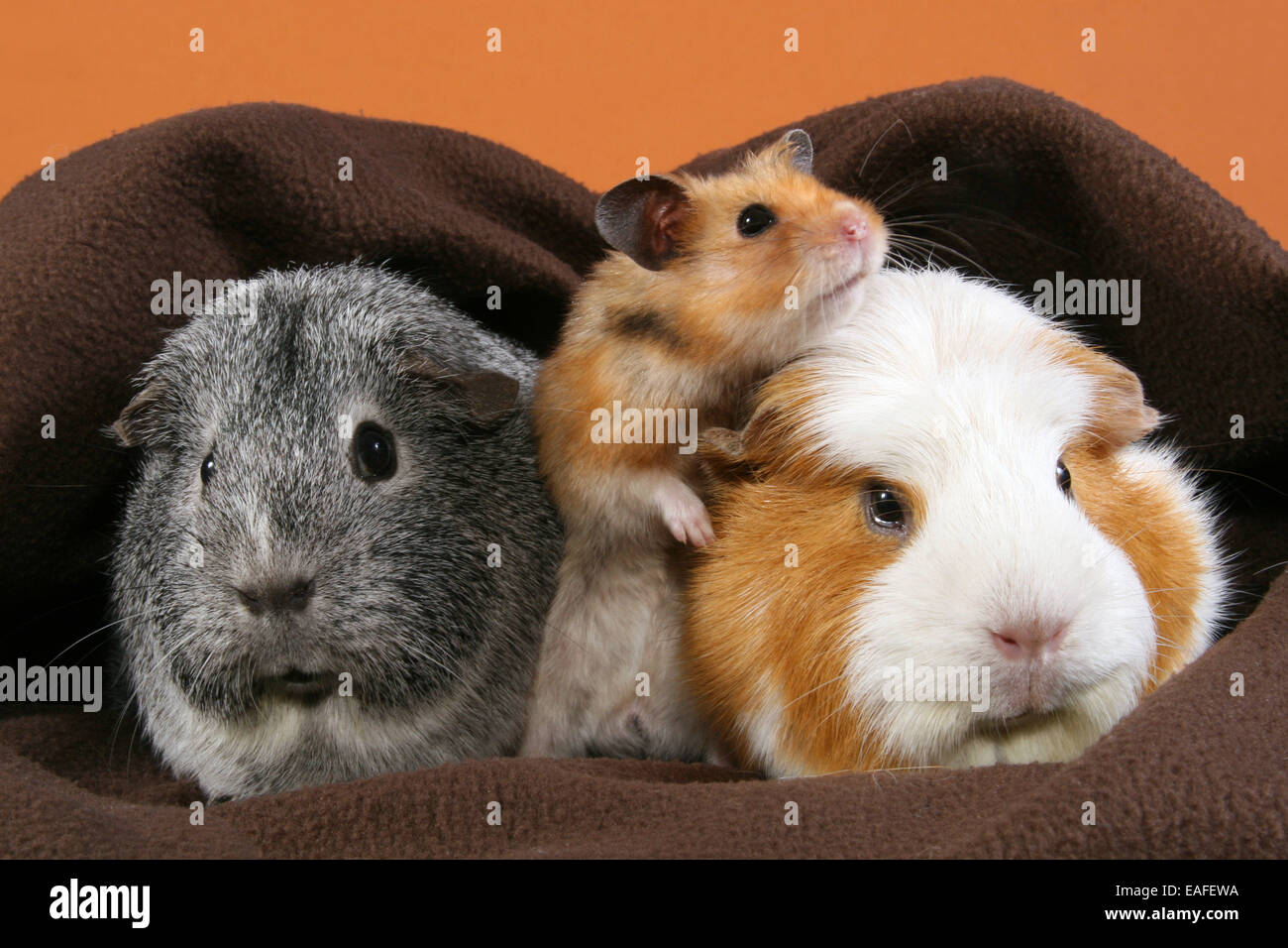 golden hamster and guinea pigs Stock Photo - Alamy
