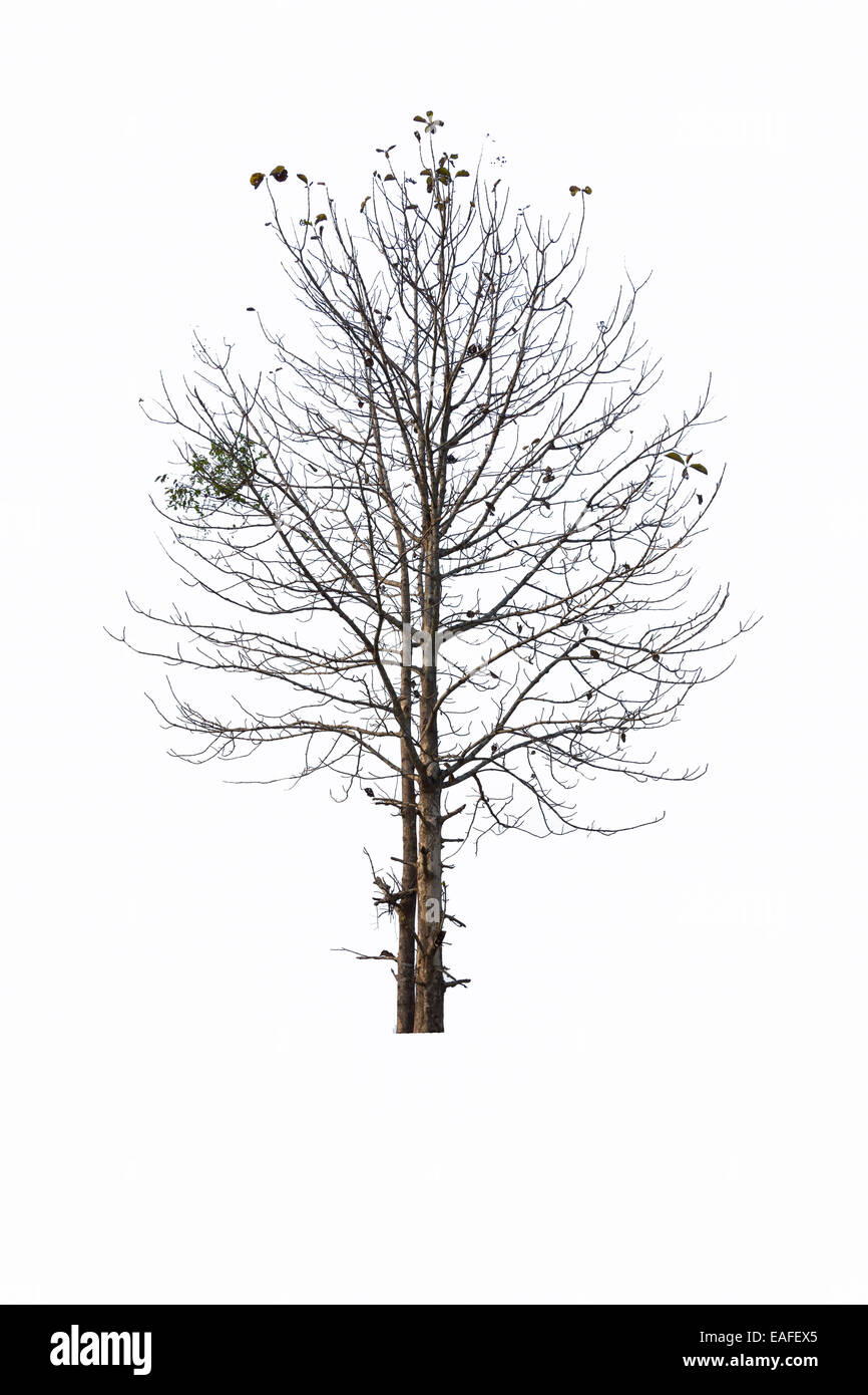 almost dead tree isolated on white background Stock Photo - Alamy