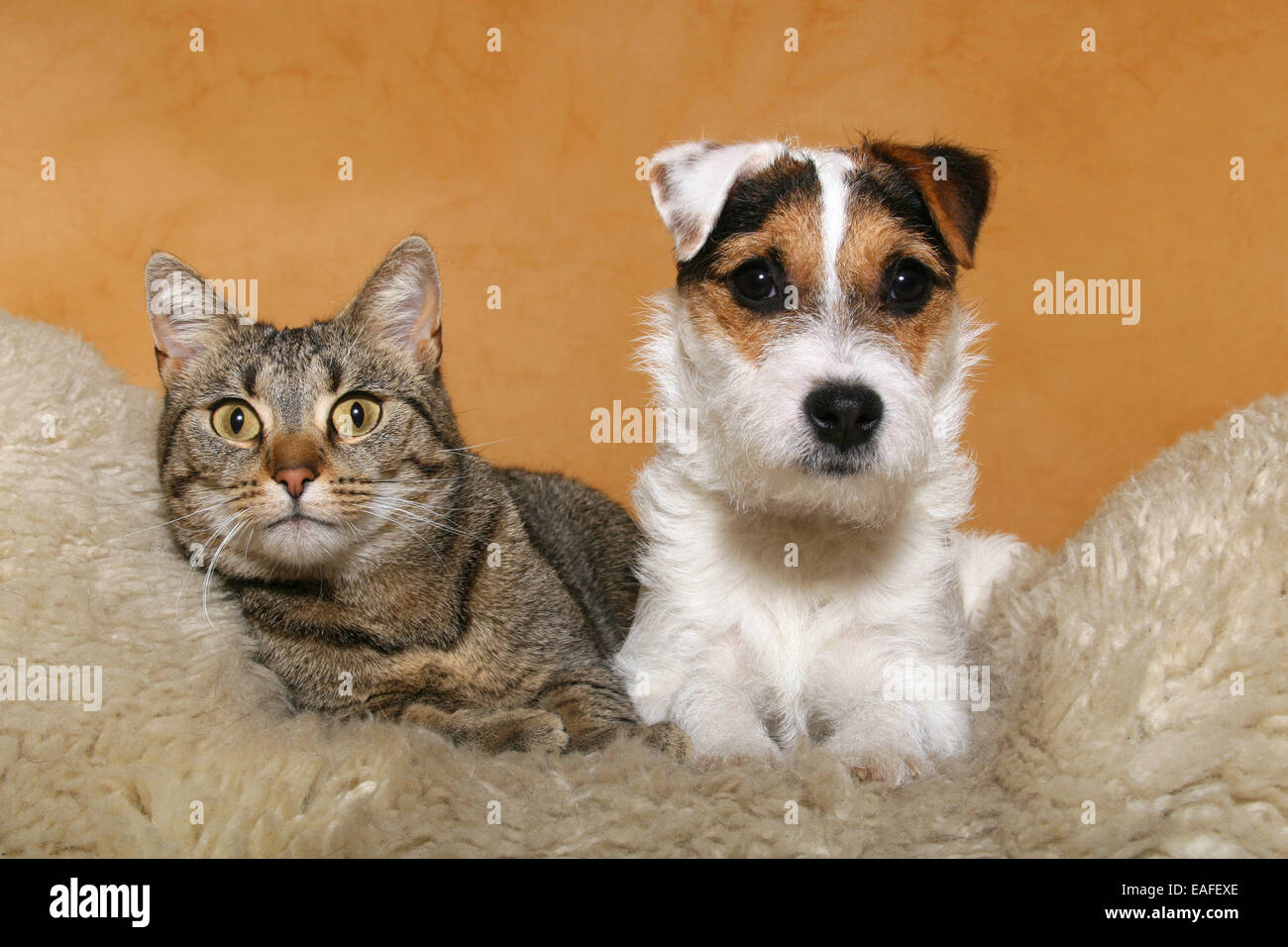 young parson russell terrier and cat Stock Photo - Alamy