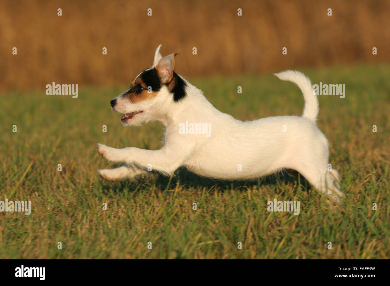 Parson Russell Terrier Puppy Stock Photo - Alamy
