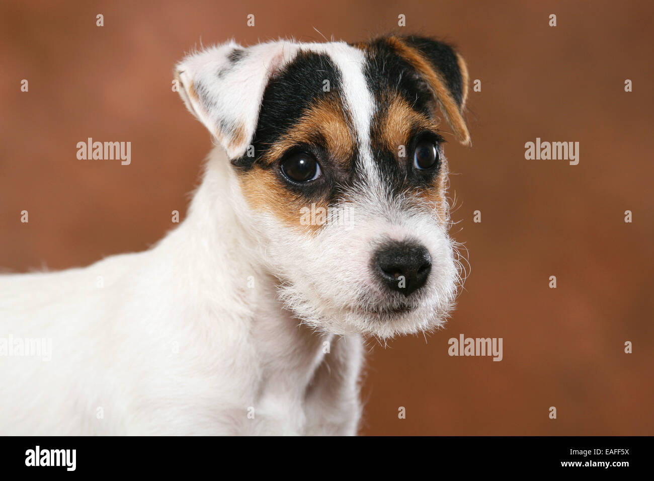 Parson Russell Terrier puppy Portrait Stock Photo - Alamy
