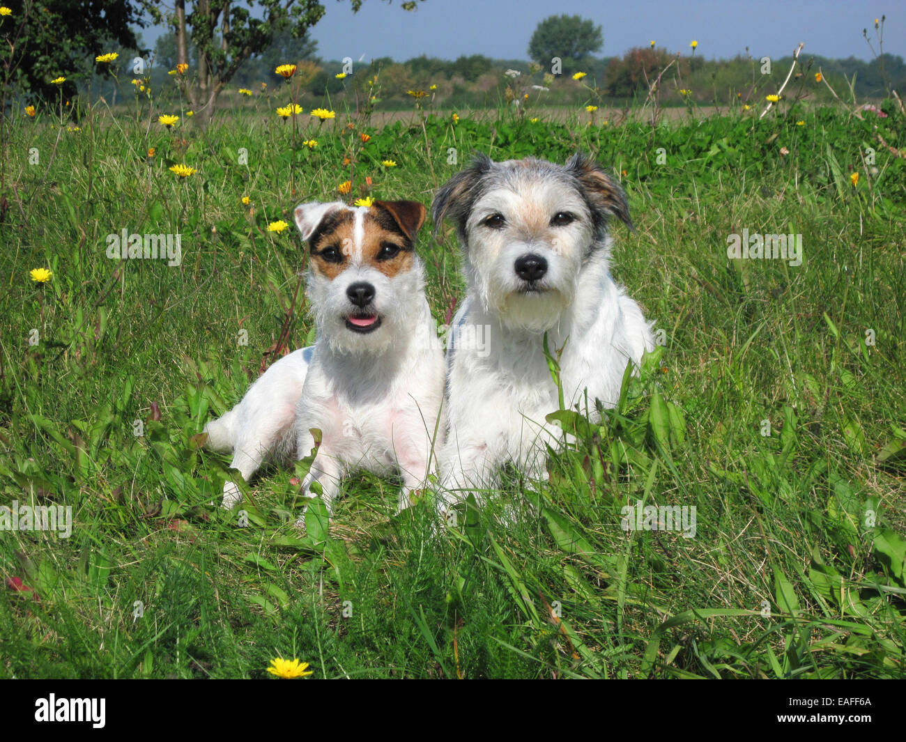 Parson Russell Terrier Stock Photo - Alamy