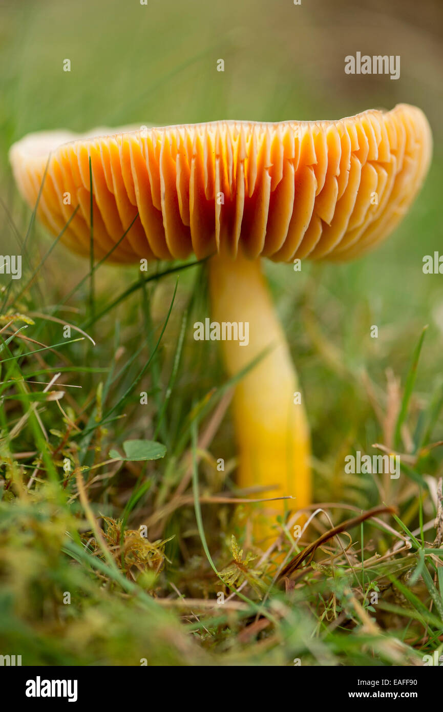 Antelope cap hi-res stock photography and images - Alamy
