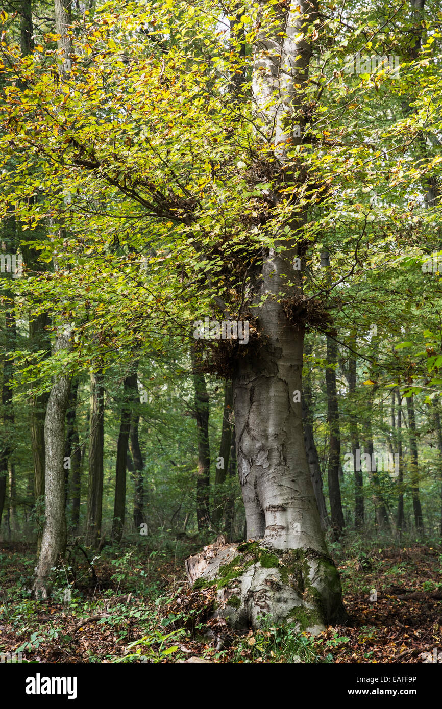 Big deciduous tree in a dense forest. Autumn nature Stock Photo - Alamy