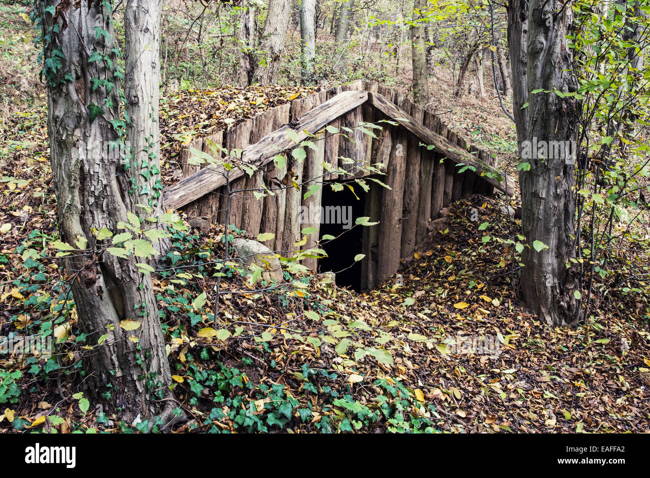 Old dugout in the deciduous forest Stock Photo - Alamy