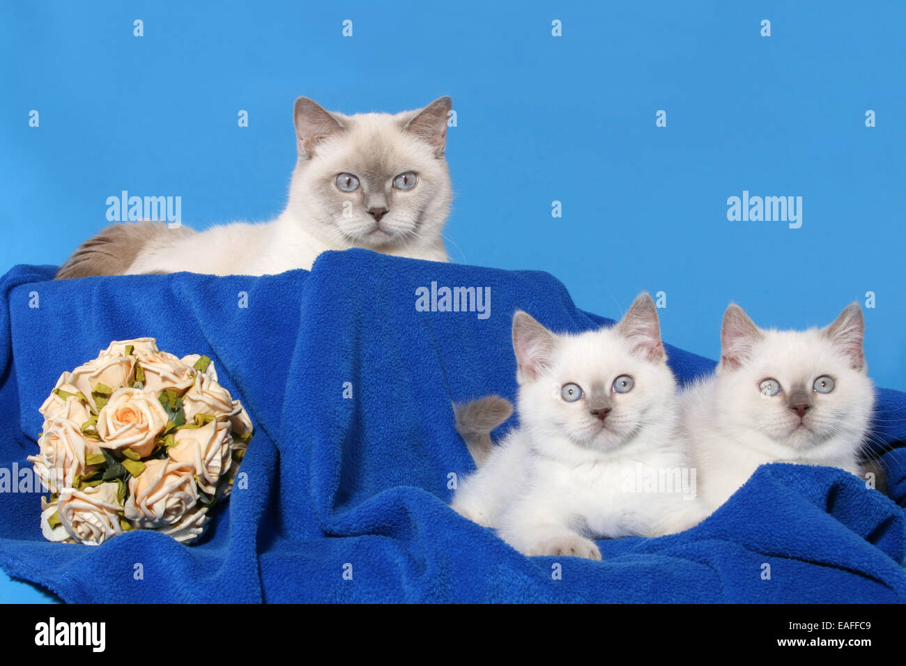 Three flower cat hi-res stock photography and images - Alamy