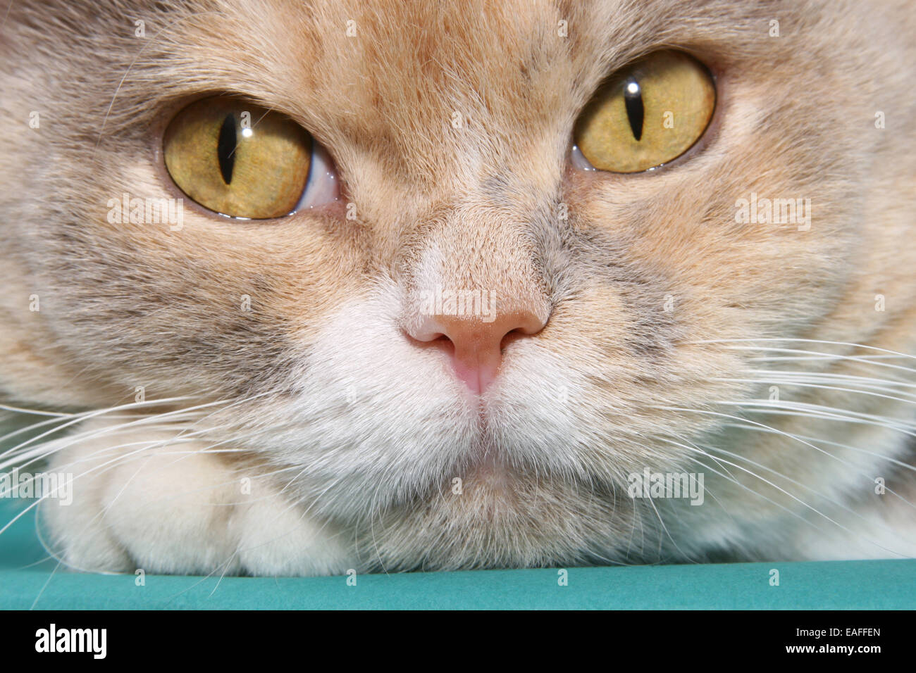 British shorthair cat lilac tortie hi-res stock photography and images ...