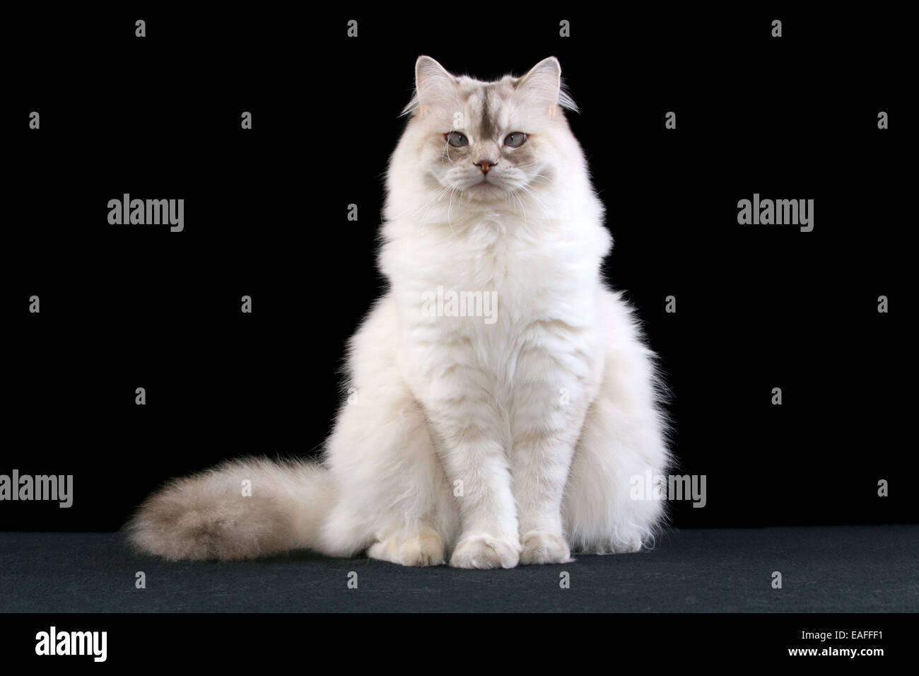 Highlander cross hi-res stock photography and images - Alamy