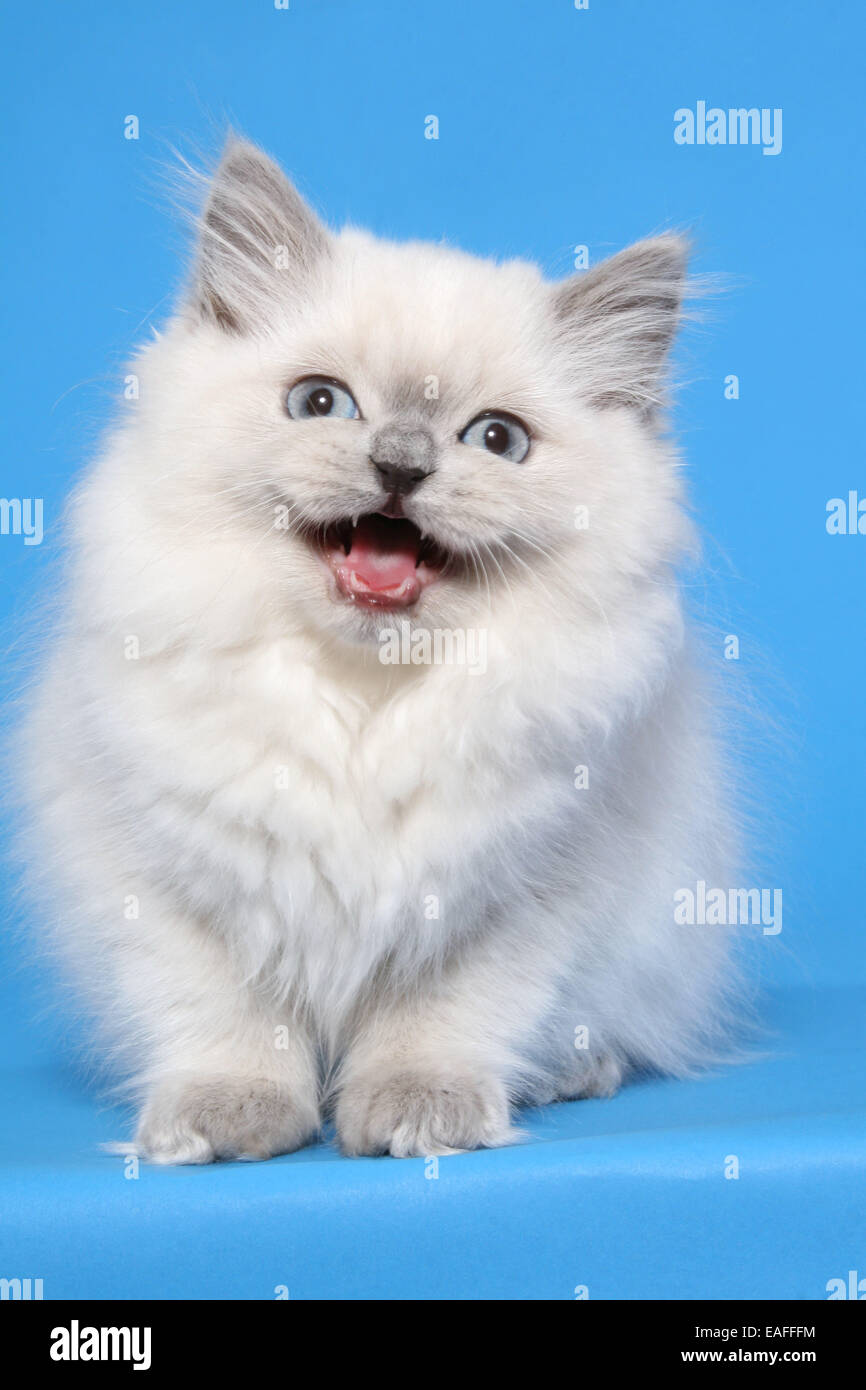 Domestic cat felis catus kitten calling hi-res stock photography and ...