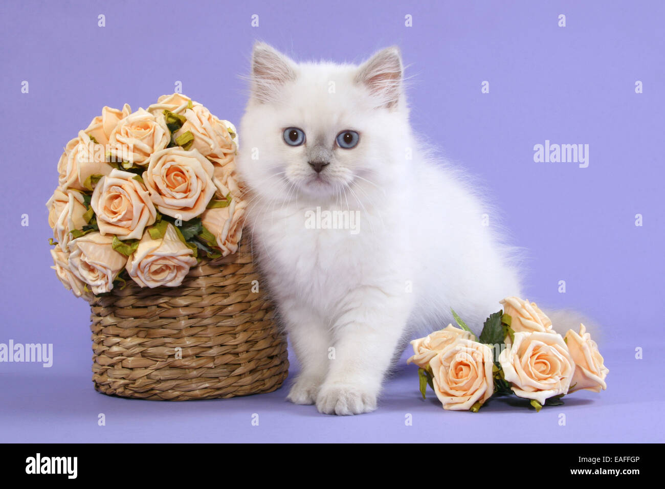 Highlander Kitten sitting in basket with flowers Stock Photo - Alamy