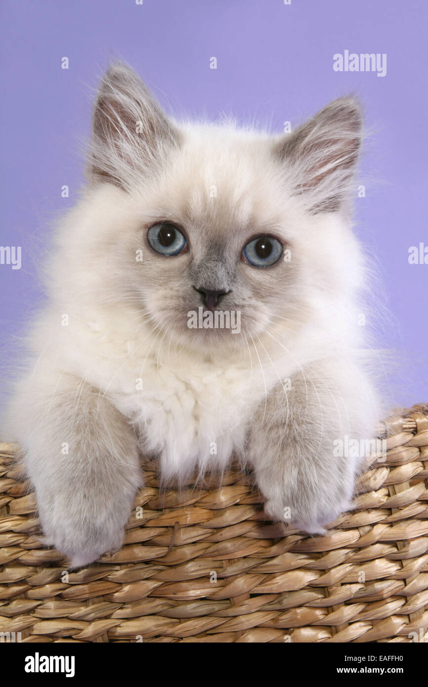 Highlander Kitten sitting on basket Stock Photo - Alamy