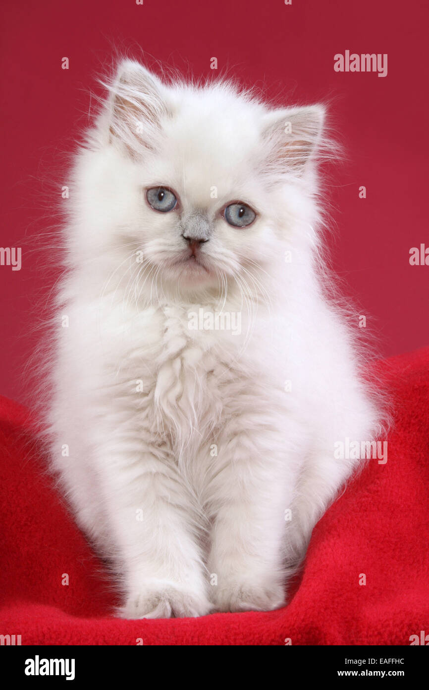 Highlander Kitten sitting on blanket Stock Photo - Alamy