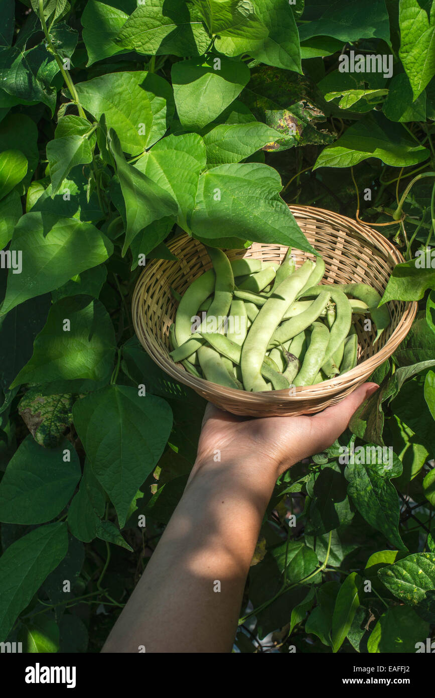 String bean in a bowl. Green garden Stock Photo - Alamy
