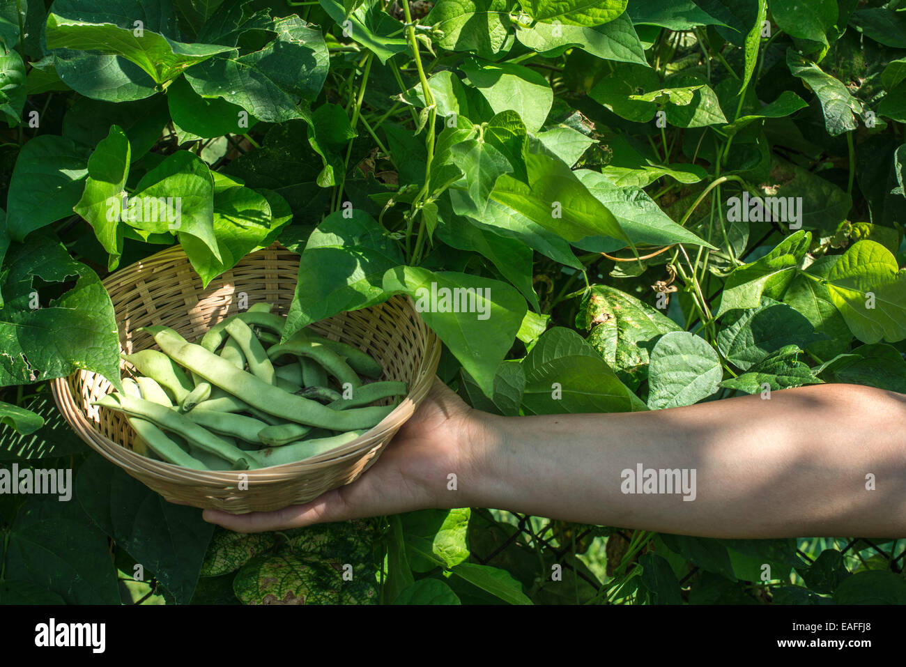 Green string bean hi-res stock photography and images - Alamy