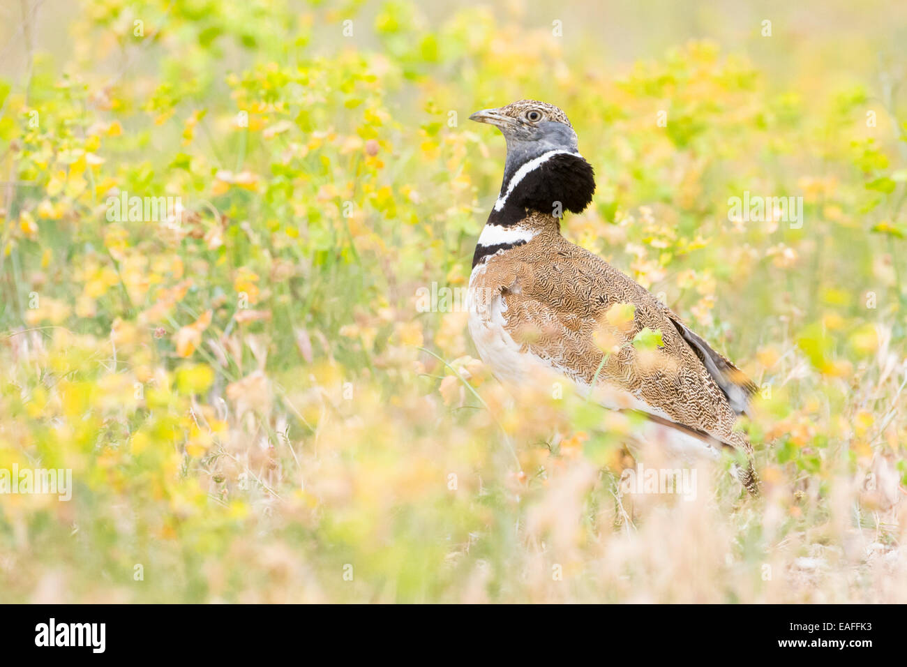 Little bustard hi-res stock photography and images - Alamy