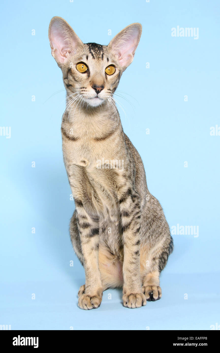 Black oriental shorthair cat hi-res stock photography and images - Alamy