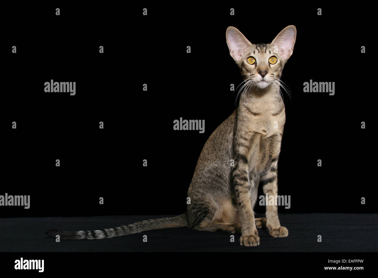Ticked tabby hi-res stock photography and images - Alamy
