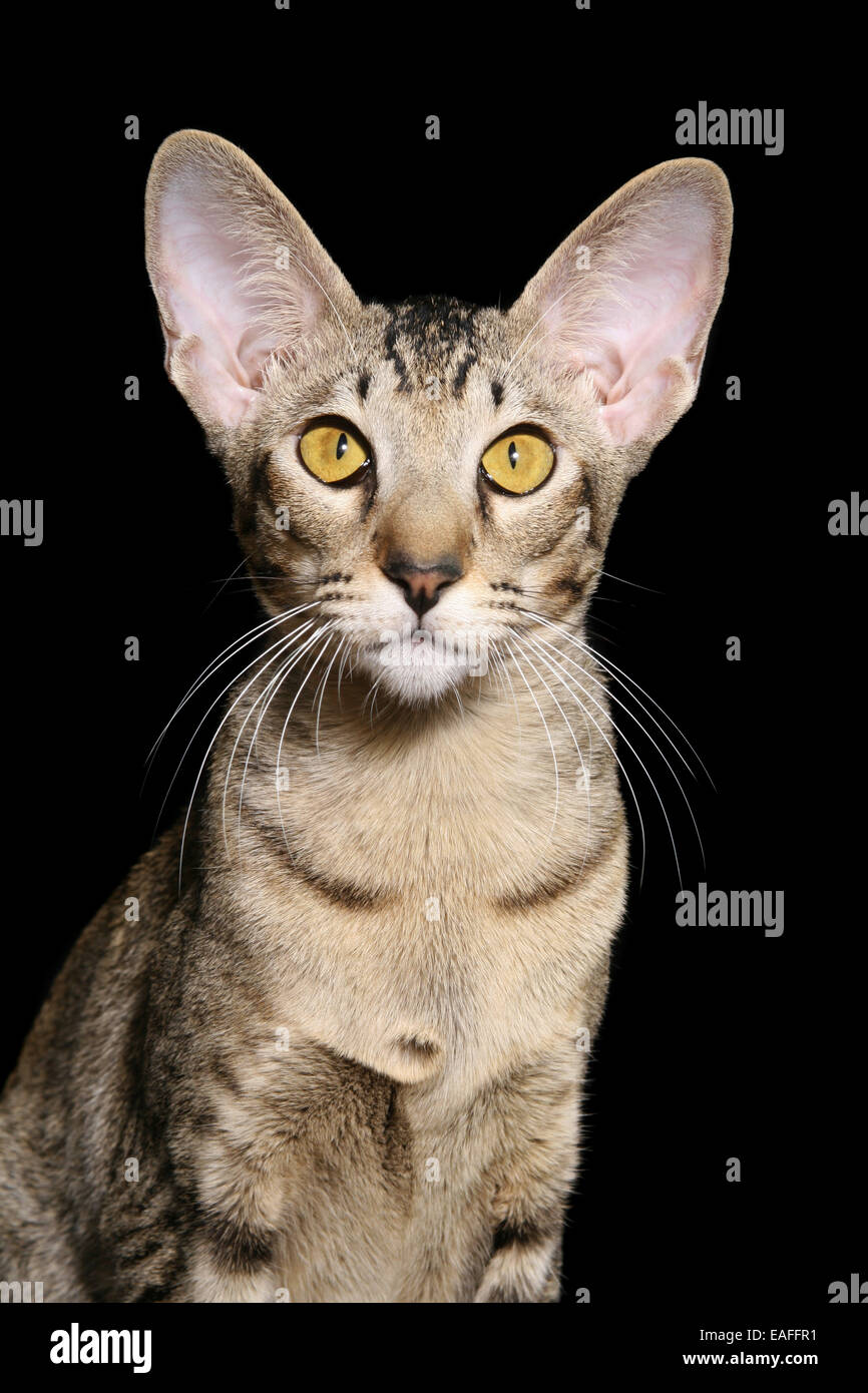 Ticked tabby hi-res stock photography and images - Alamy