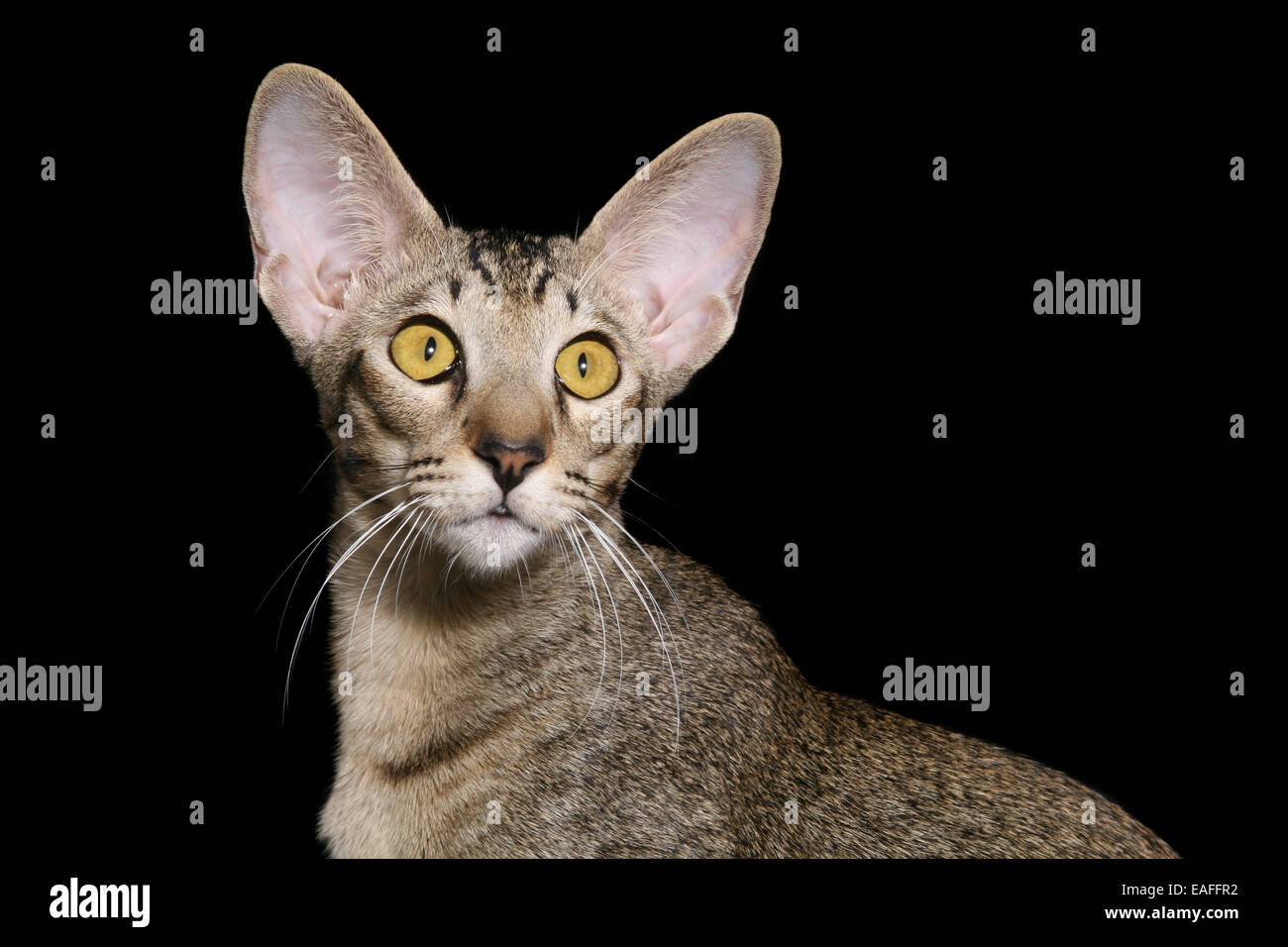 Ticked tabby hi-res stock photography and images - Alamy