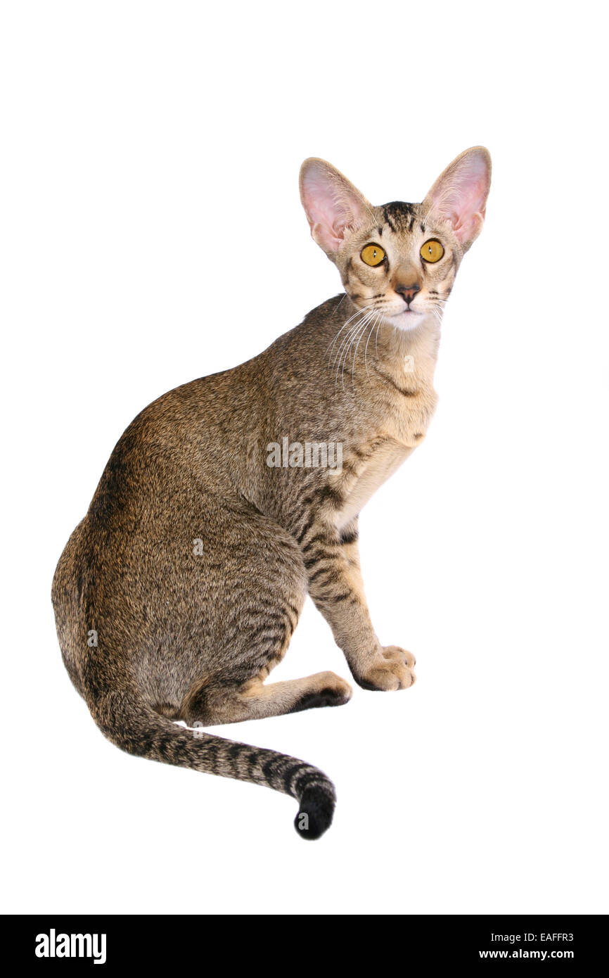 Black tabby ticked hi-res stock photography and images - Alamy