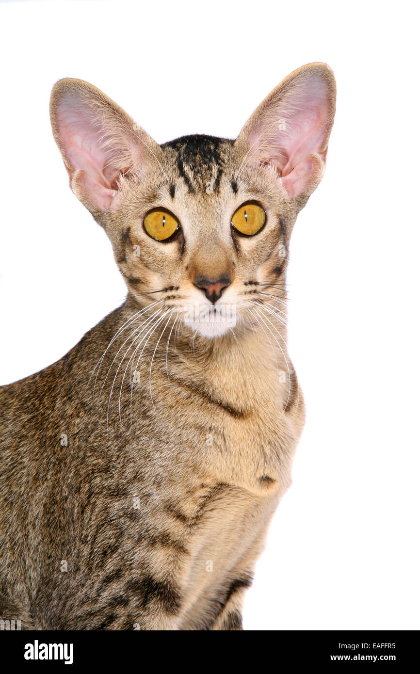 Black and white oriental domestic cat hi-res stock photography and ...