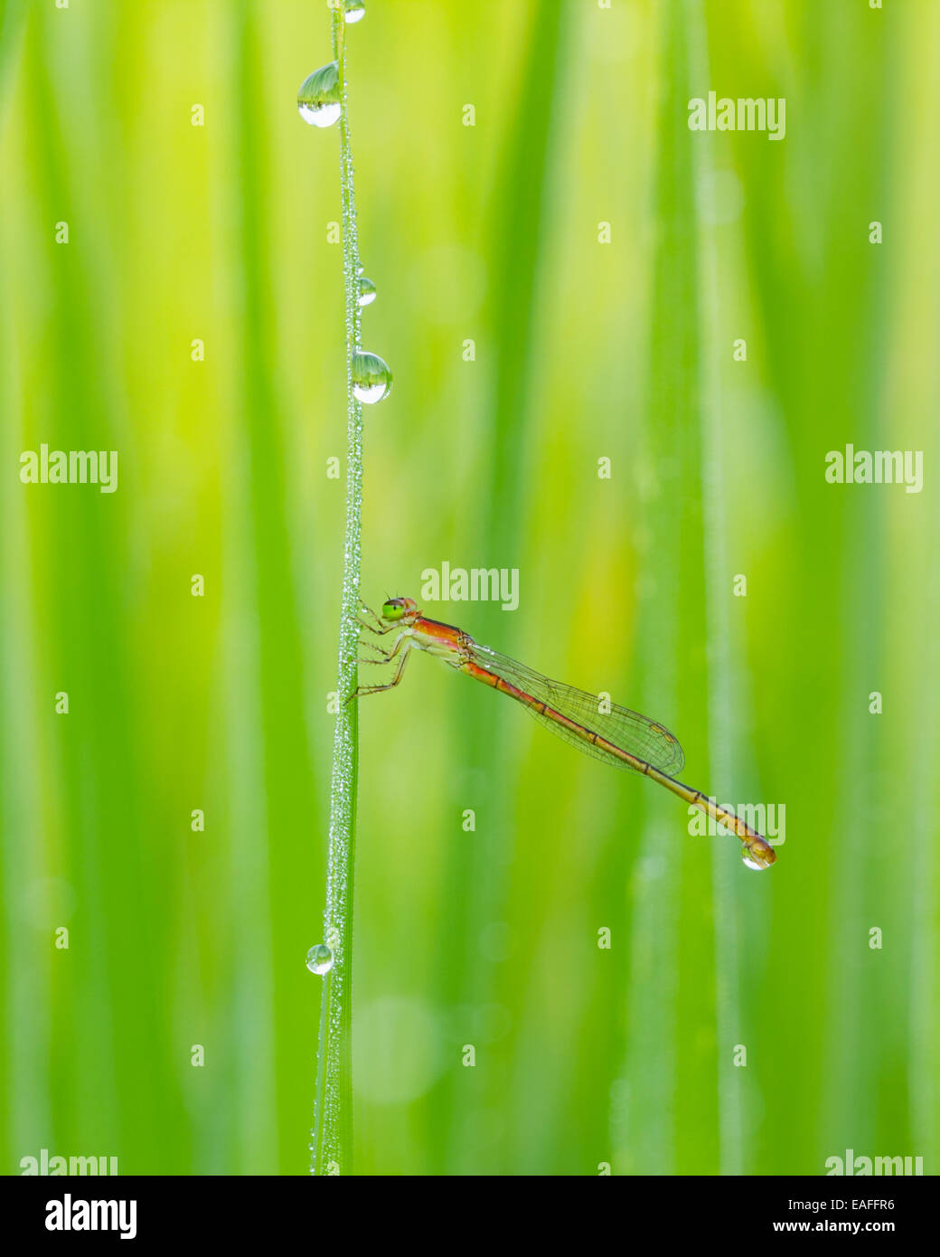 red dragonfly drinking dew in the morning in Thailand Stock Photo - Alamy