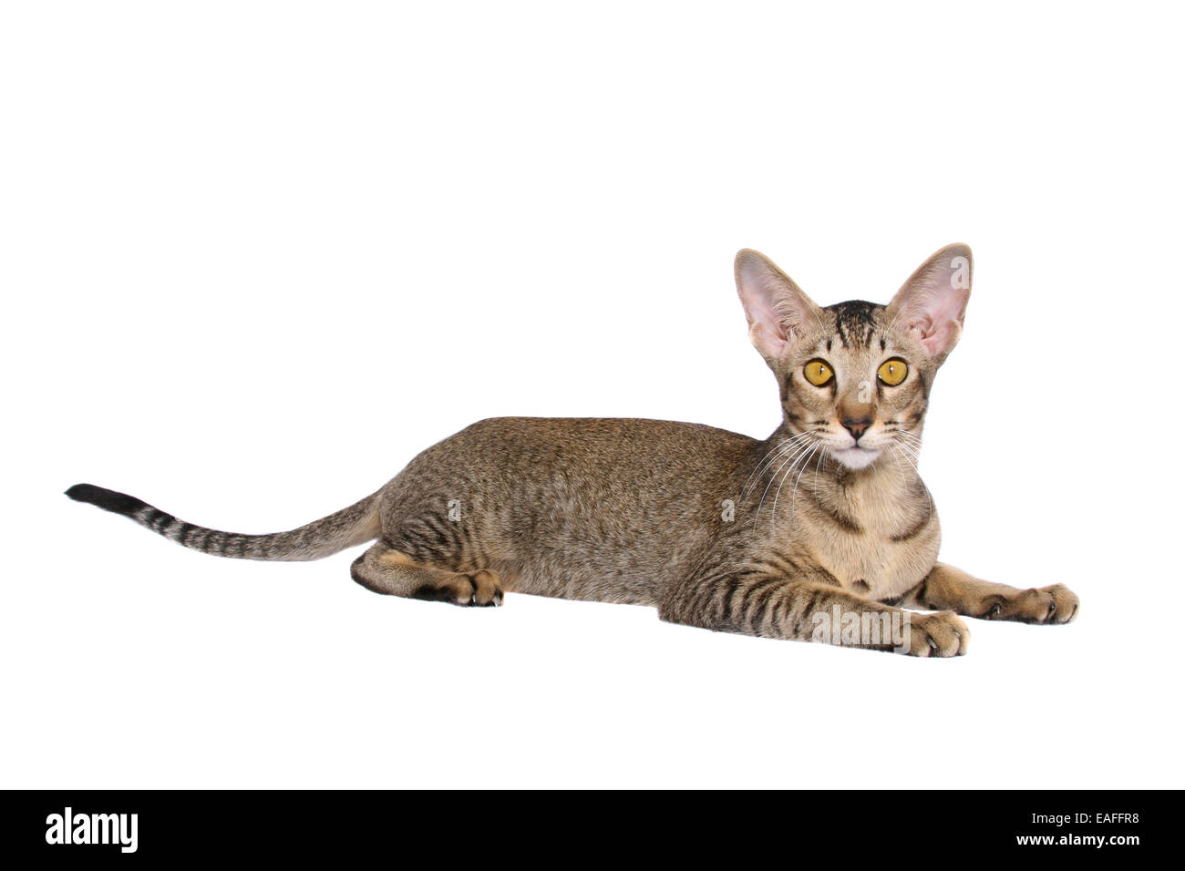 Black tabby ticked hi-res stock photography and images - Alamy