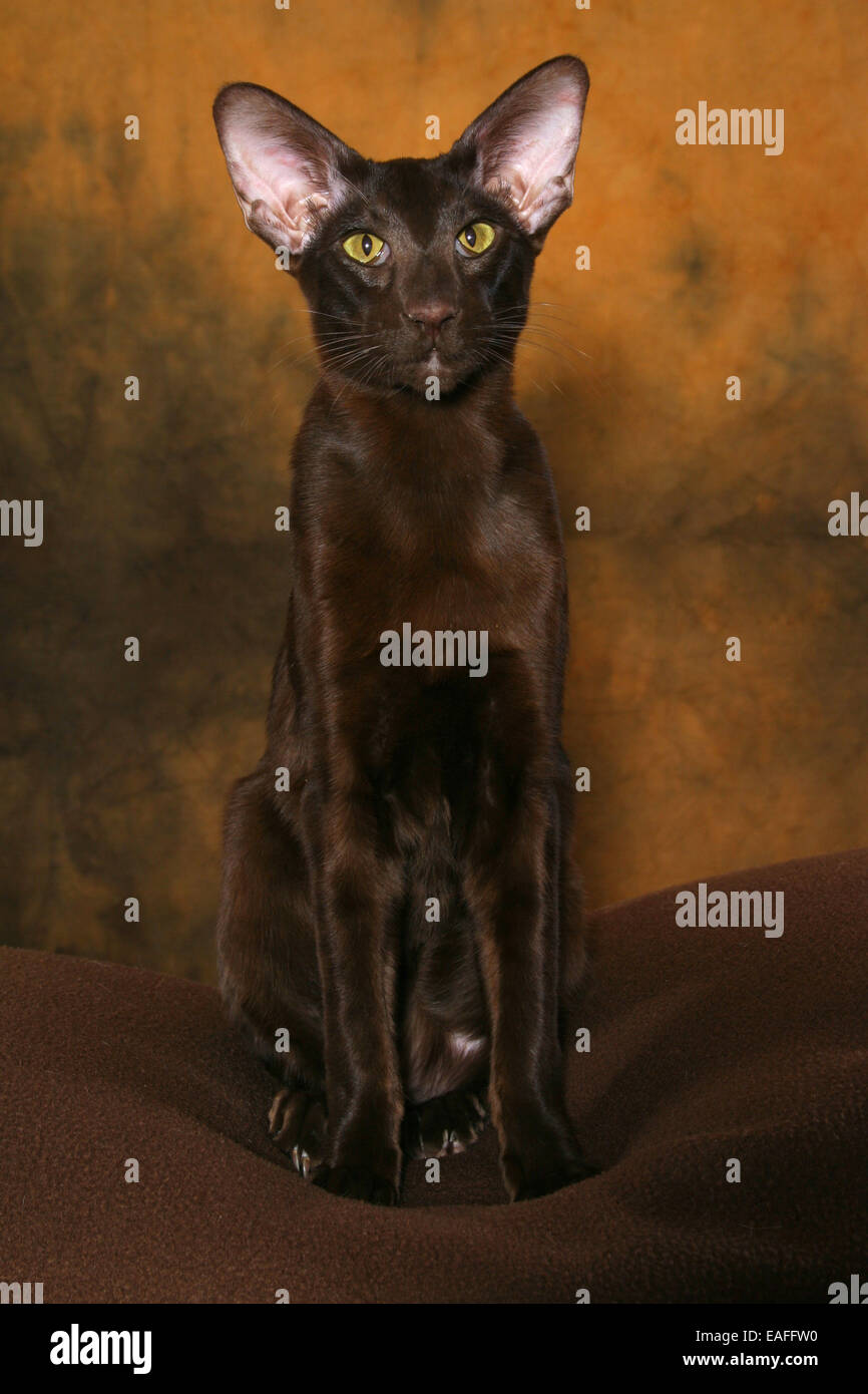 Siam oriental hi-res stock photography and images - Alamy