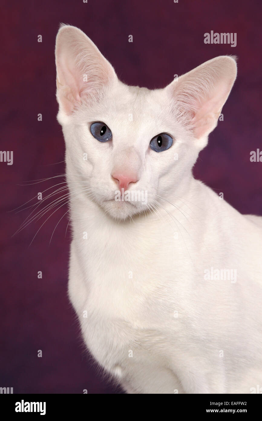 One siam hi-res stock photography and images - Alamy