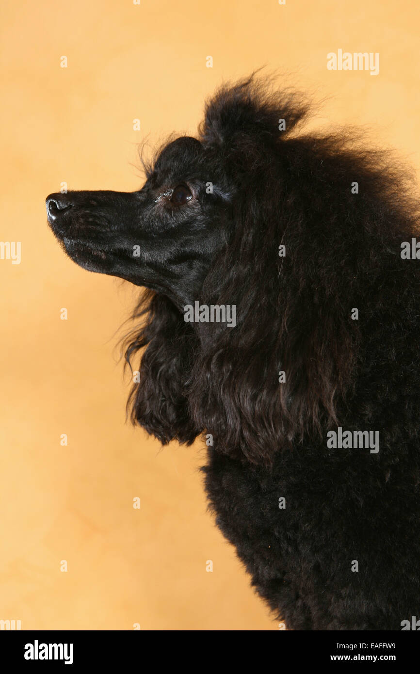 Miniature Poodle Portrait Stock Photo - Alamy