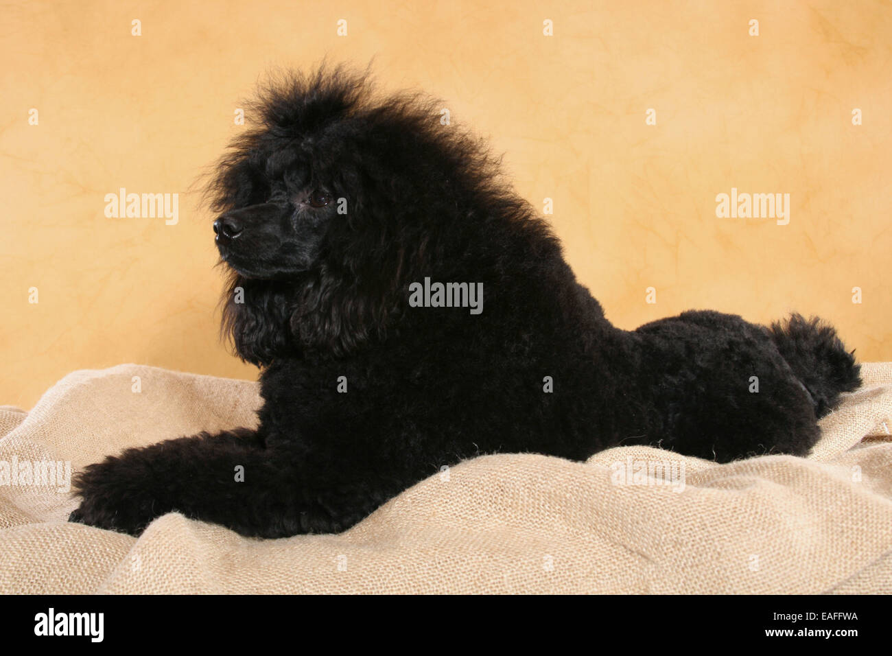 Poodle lying hi-res stock photography and images - Alamy