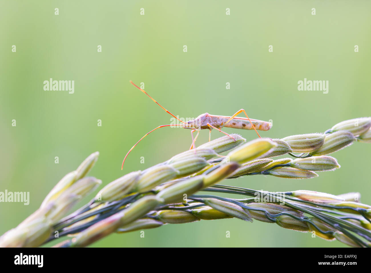 Green rice ear bug hi-res stock photography and images - Alamy