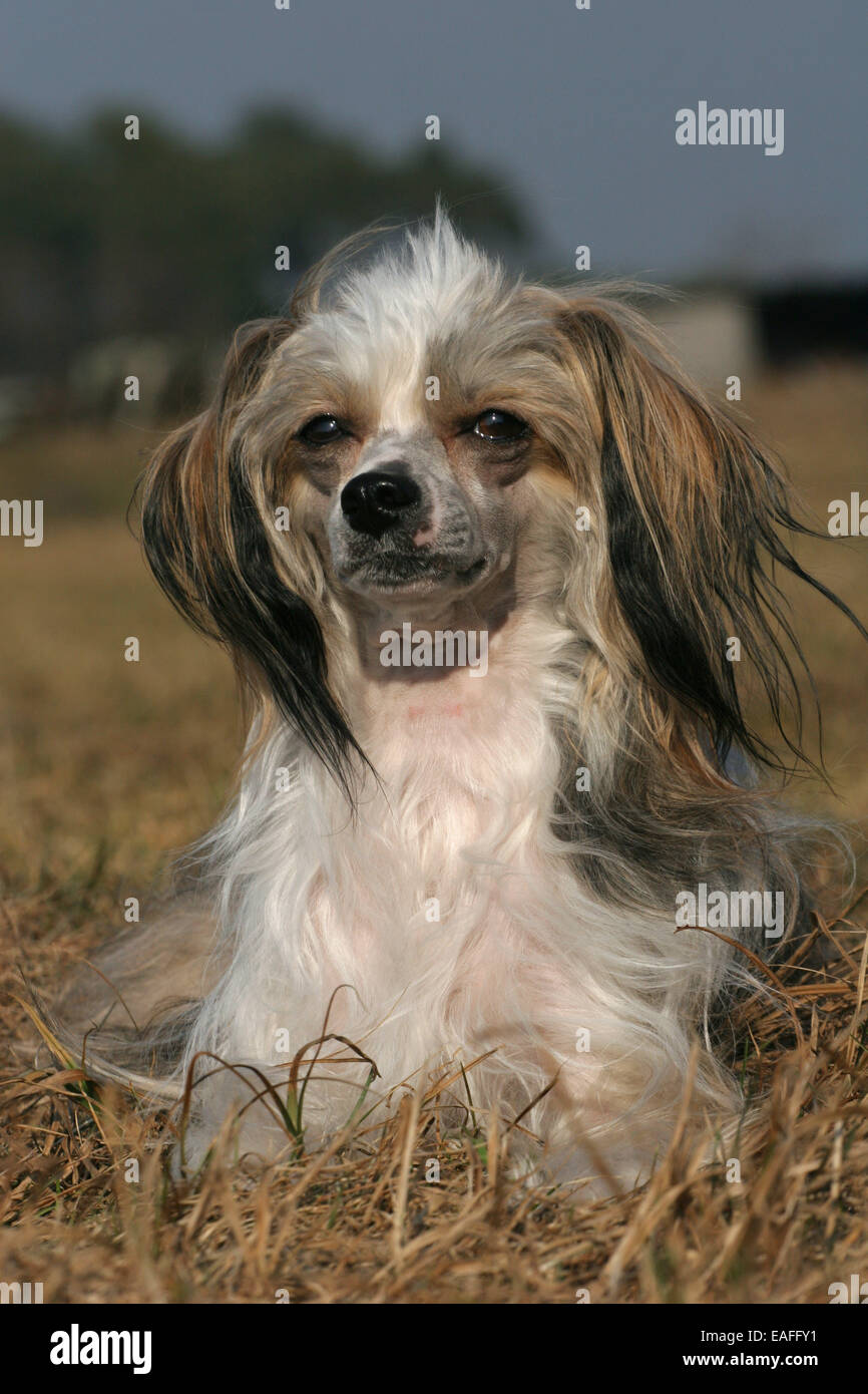 Chinese Crested Dog Powderpuff Stock Photo - Alamy