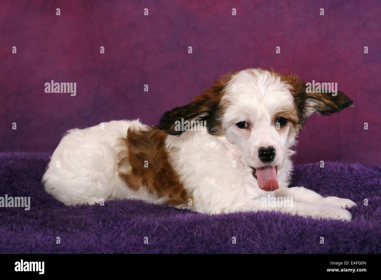 Chinese Crested Dog Powderpuff Puppy Stock Photo - Alamy