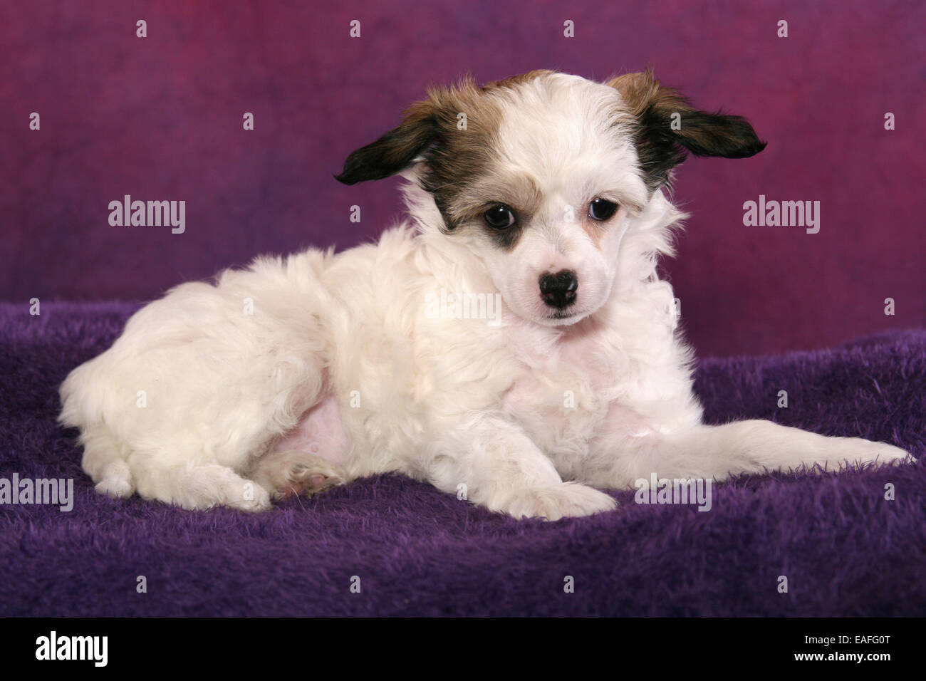 Chinese Crested Dog Powderpuff Puppy Stock Photo - Alamy