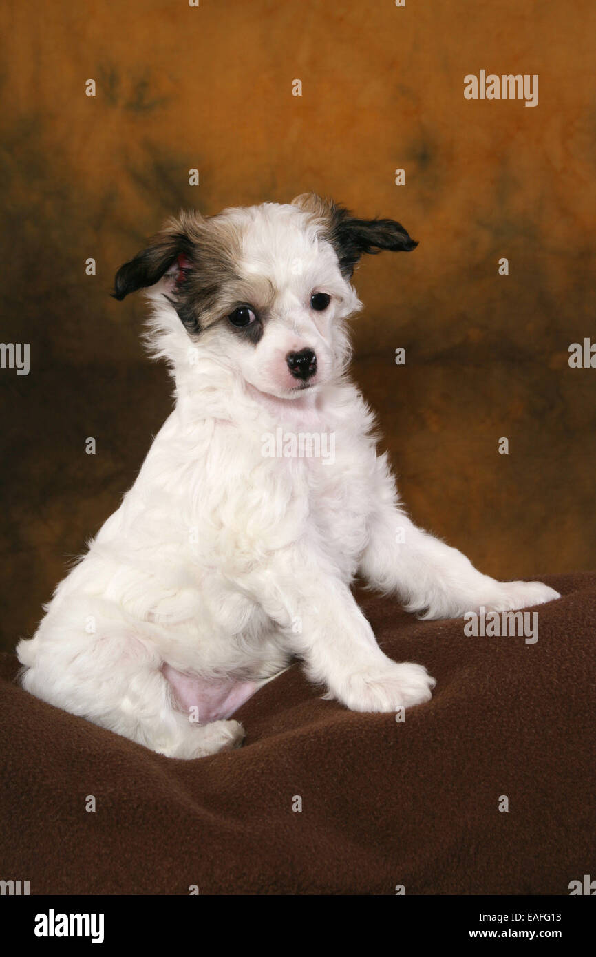 Chinese Crested Dog Powderpuff Puppy Stock Photo - Alamy