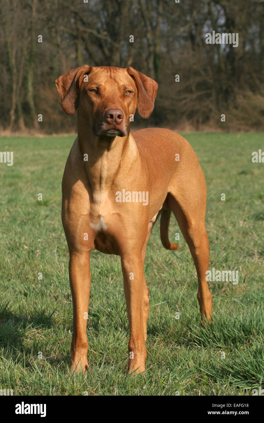 Rhodesian ridgeback livernose hi-res stock photography and images - Alamy