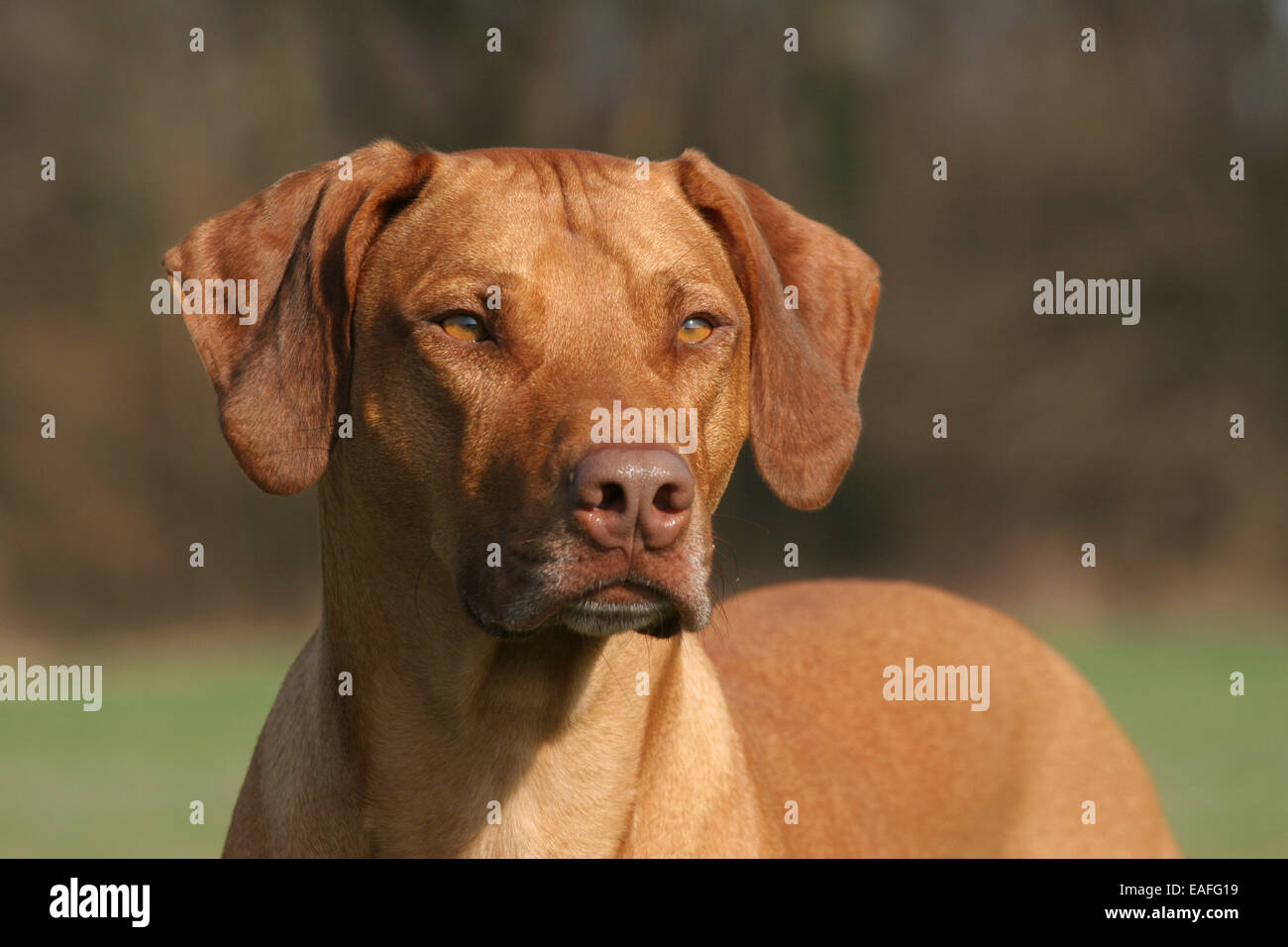Rhodesian Ridgeback Portrait Stock Photo - Alamy