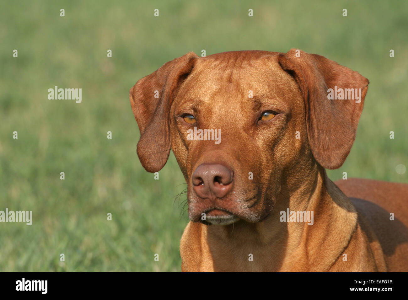 Rhodesian Ridgeback Lion Hunting Dog