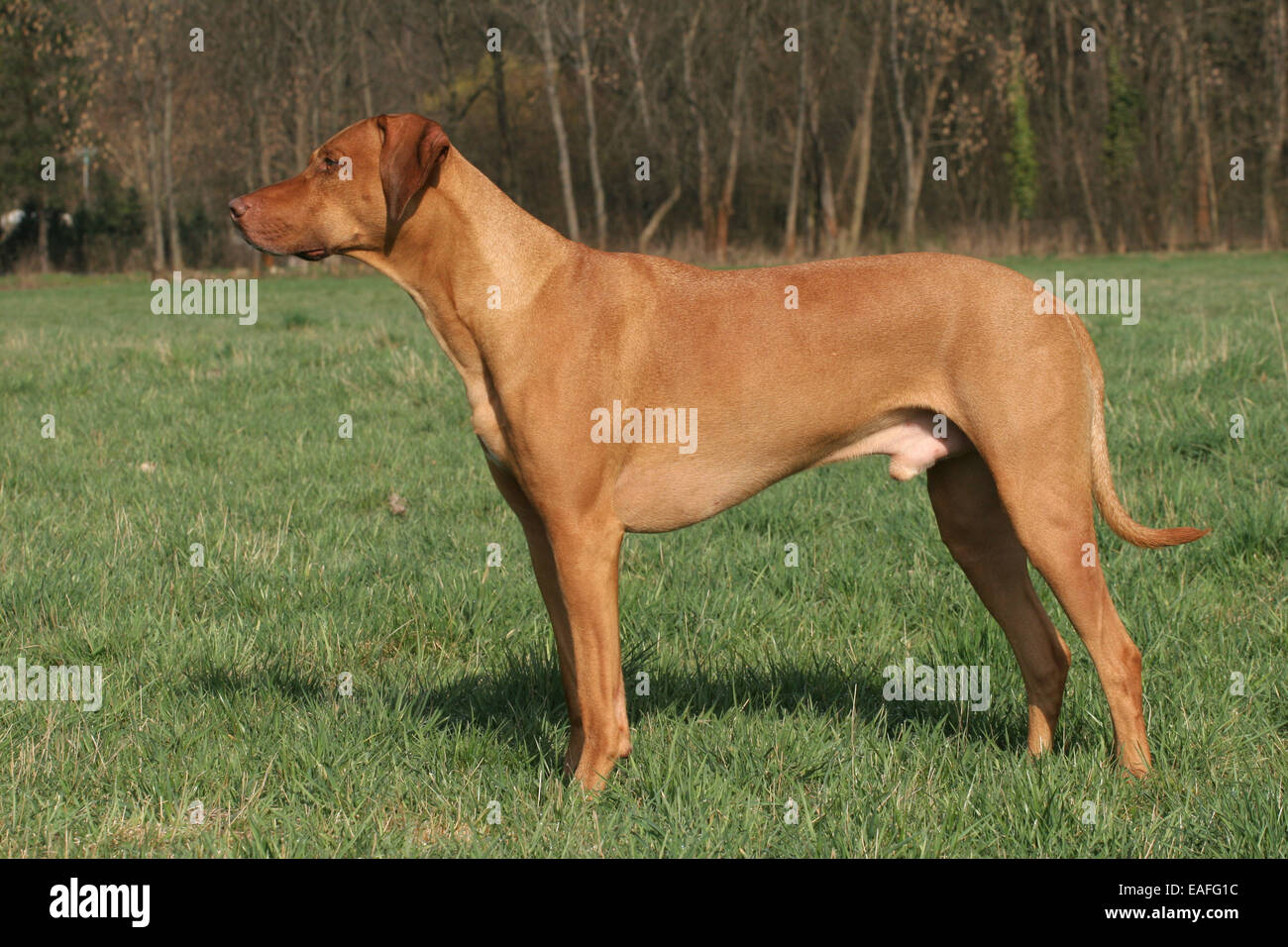 Rhodesian ridgeback livernose hi-res stock photography and images - Alamy