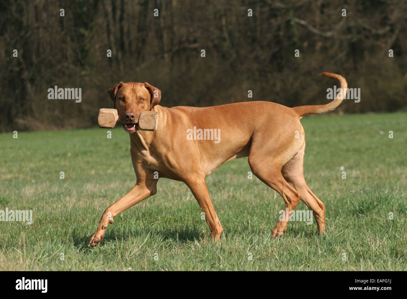 playing Rhodesian Ridgeback Stock Photo - Alamy