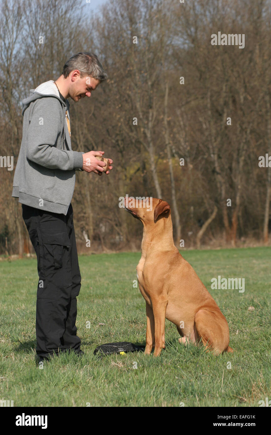 man and Rhodesian Ridgeback Stock Photo - Alamy