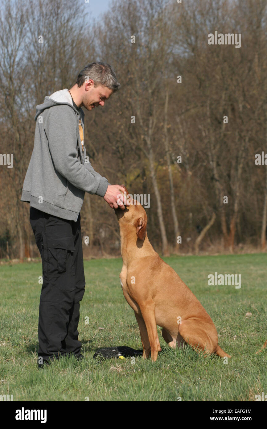 man and Rhodesian Ridgeback Stock Photo - Alamy