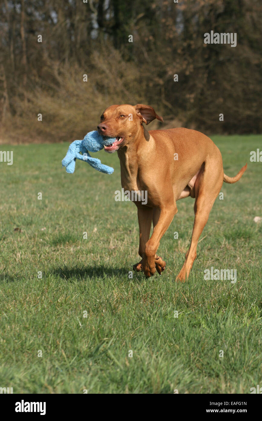 playing Rhodesian Ridgeback Stock Photo - Alamy