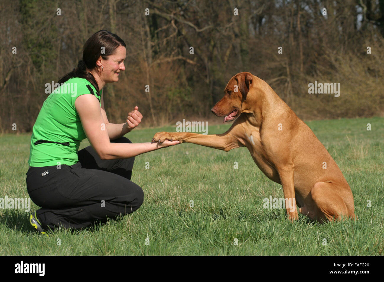 woman with Rhodesian Ridgeback Stock Photo - Alamy