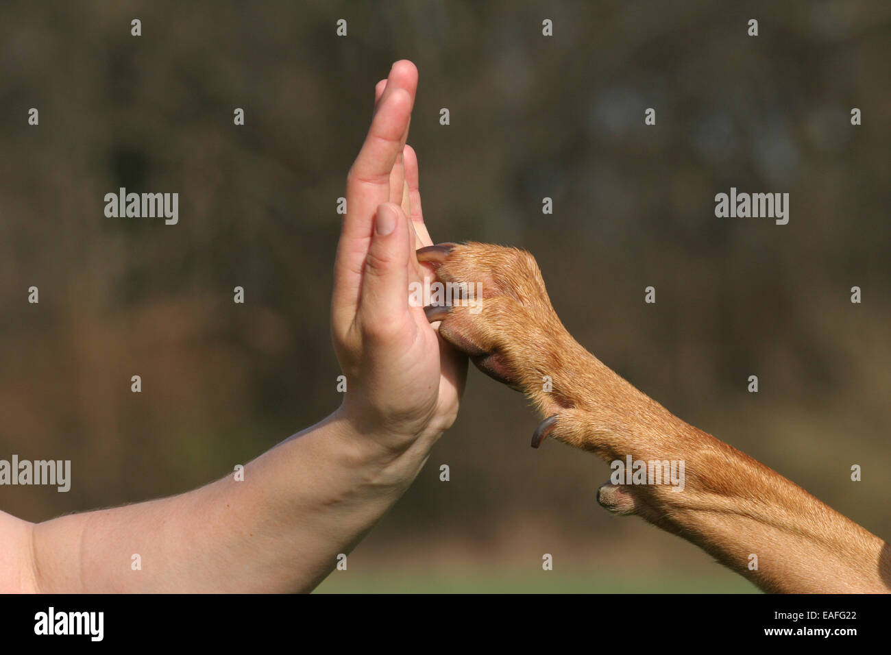 Rhodesian Ridgeback shows trick Stock Photo - Alamy